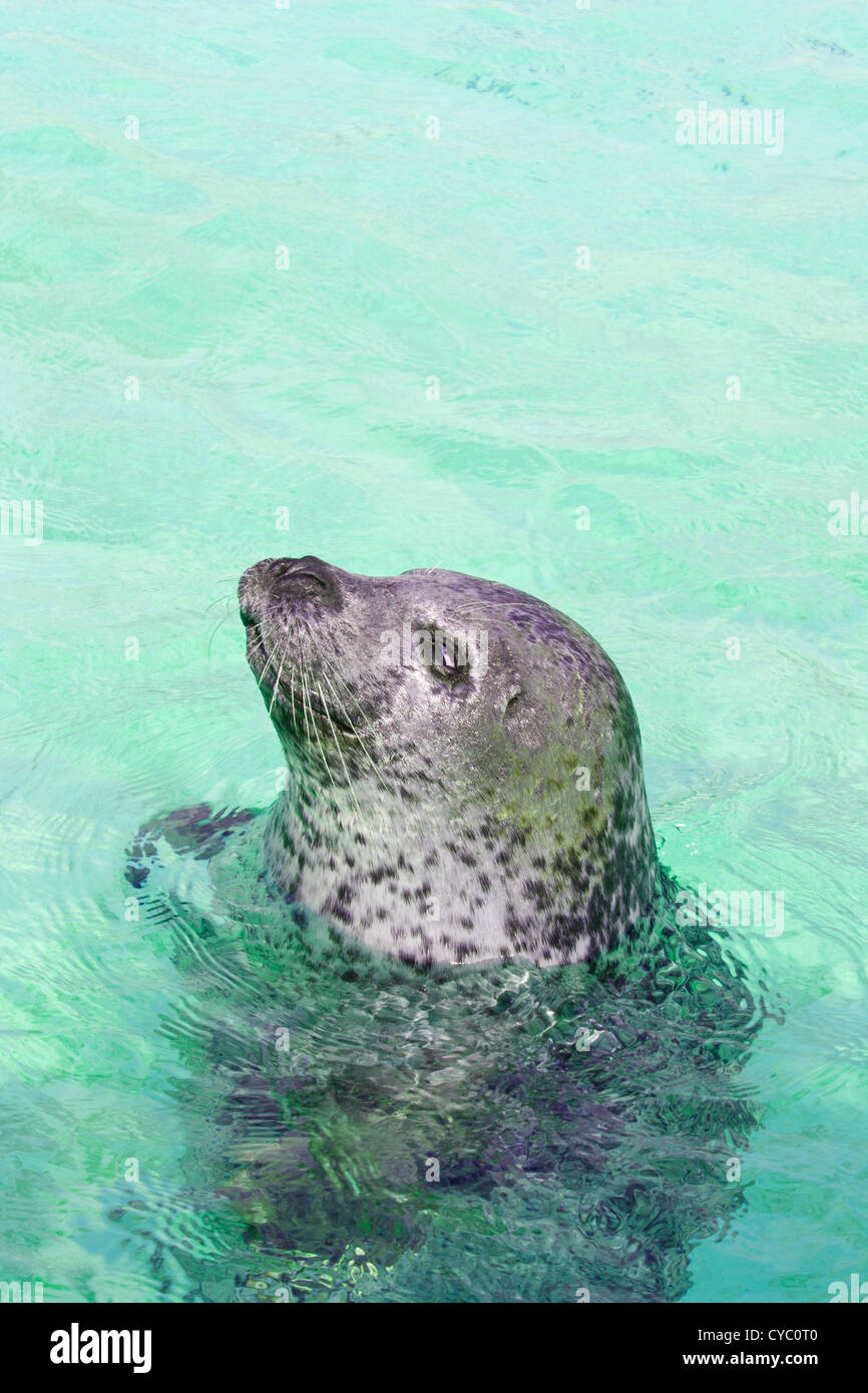 Seal looking at you hi-res stock photography and images - Alamy