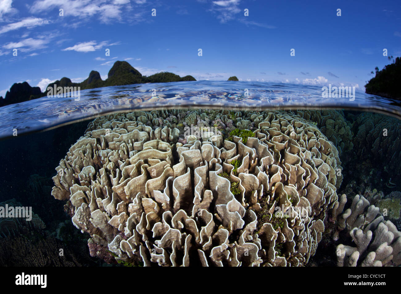 Blue corals, Helipora sp., grow in shallow water in a protected lagoon ...