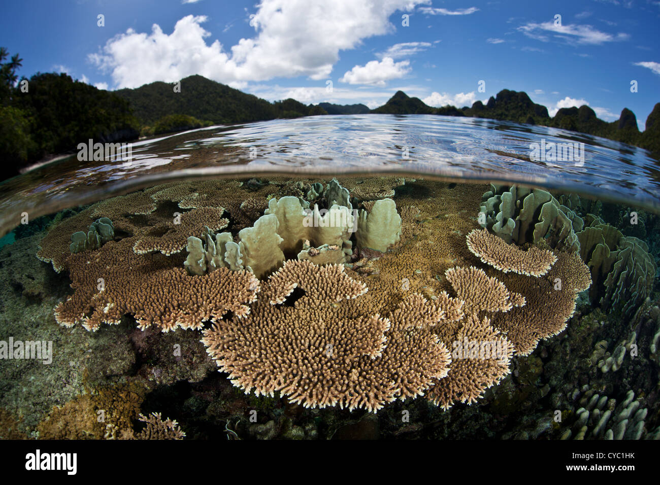 A large Acropora table coral competes with Heliopora coral colonies as ...