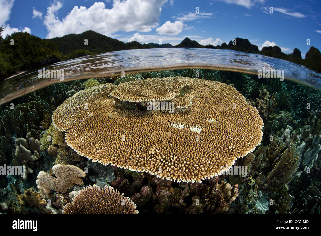 An Acropora table coral grows in just centimeters of water in a ...