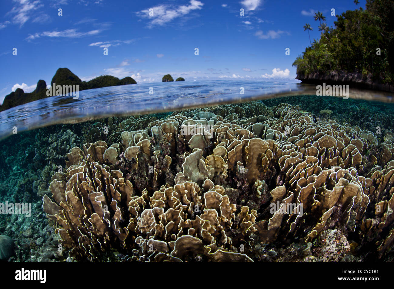 Shallow Helipora corals grow in shallow water in a protected lagoon ...
