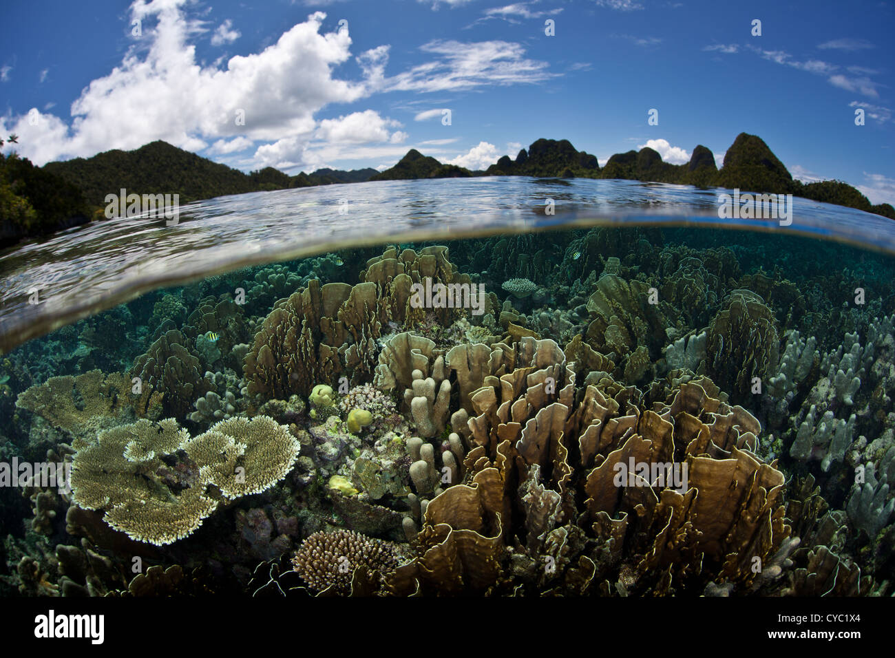 Over under water coral reef hi-res stock photography and images - Alamy