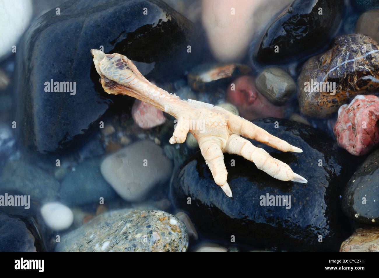 Leg animal hi-res stock photography and images - Alamy