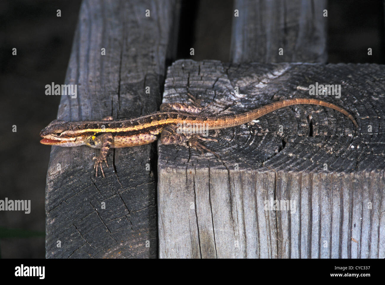 Rose-bellied Lizard Sceloporus variabilis Santa Ana National Wildlife ...