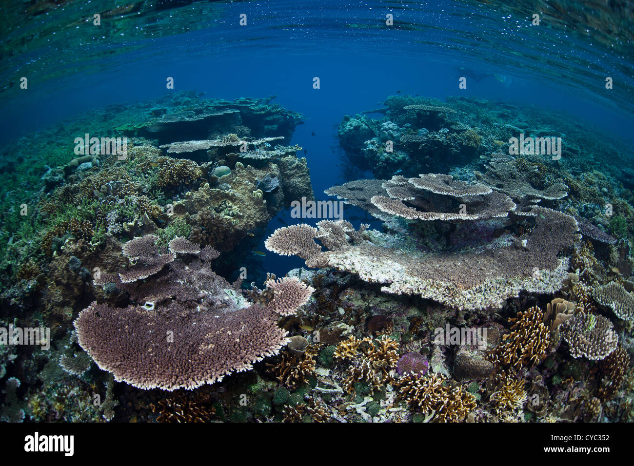 A diversity of reef-building corals grow on a shallow reef flat where ...