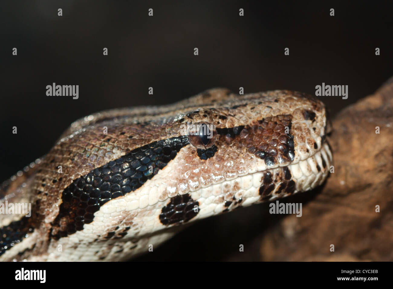 Pythonidae hi-res stock photography and images - Alamy