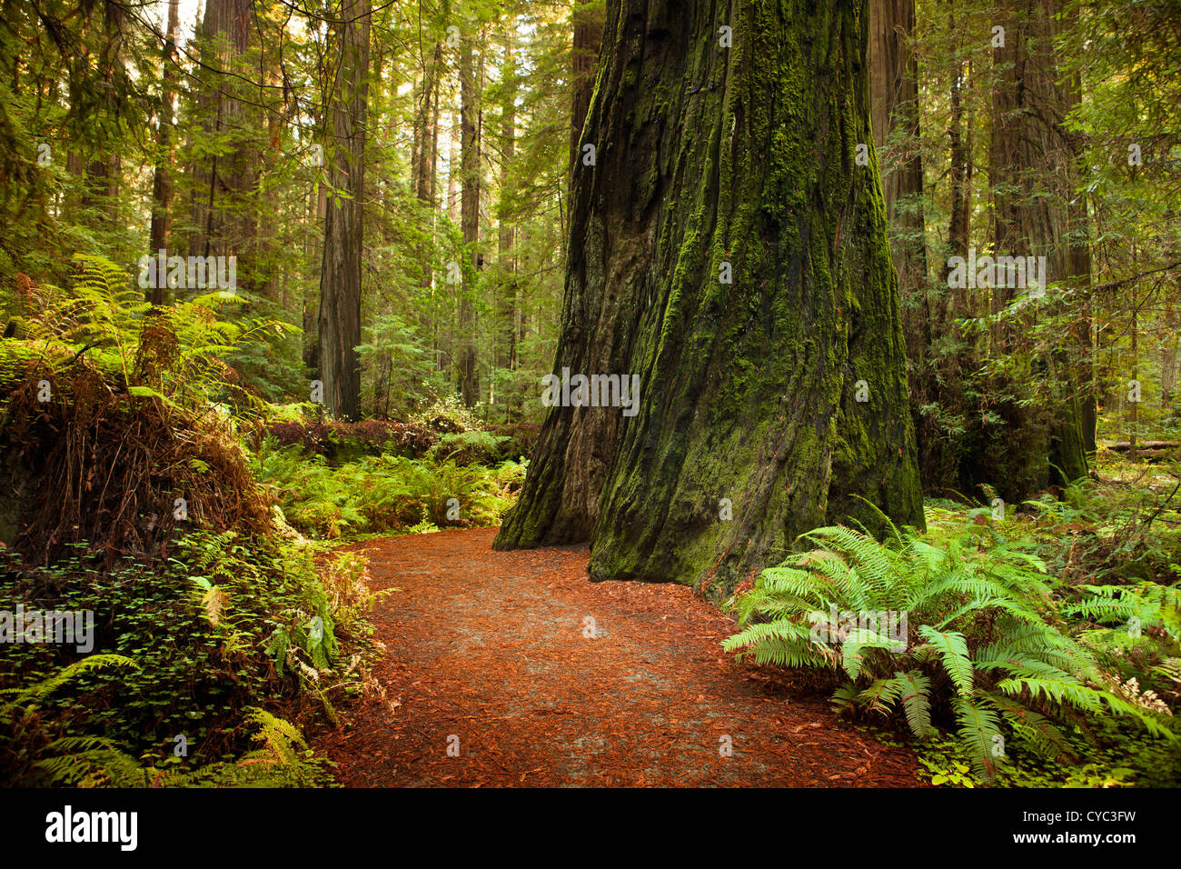 Giant trees and lush forest in the Humboldt Redwoods State Park ...