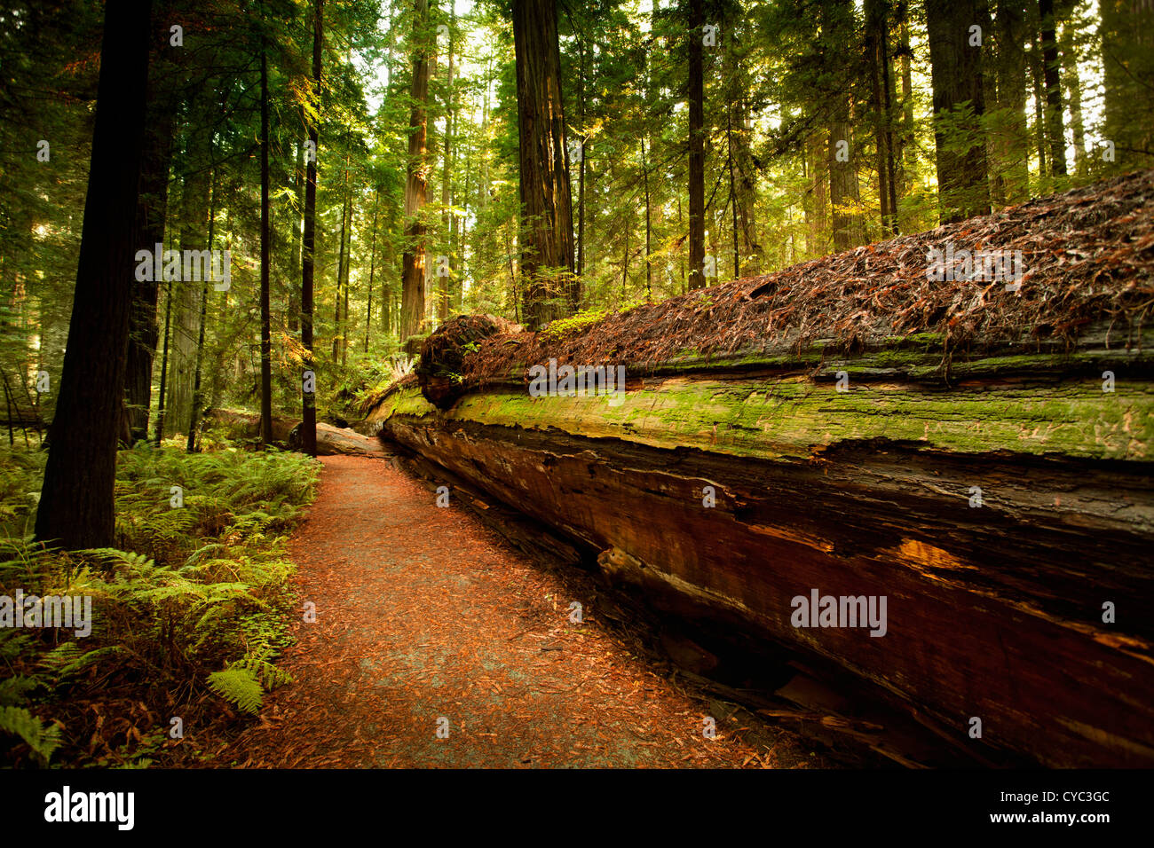 Giant trees and lush forest in Redwoods State National California, USA ...