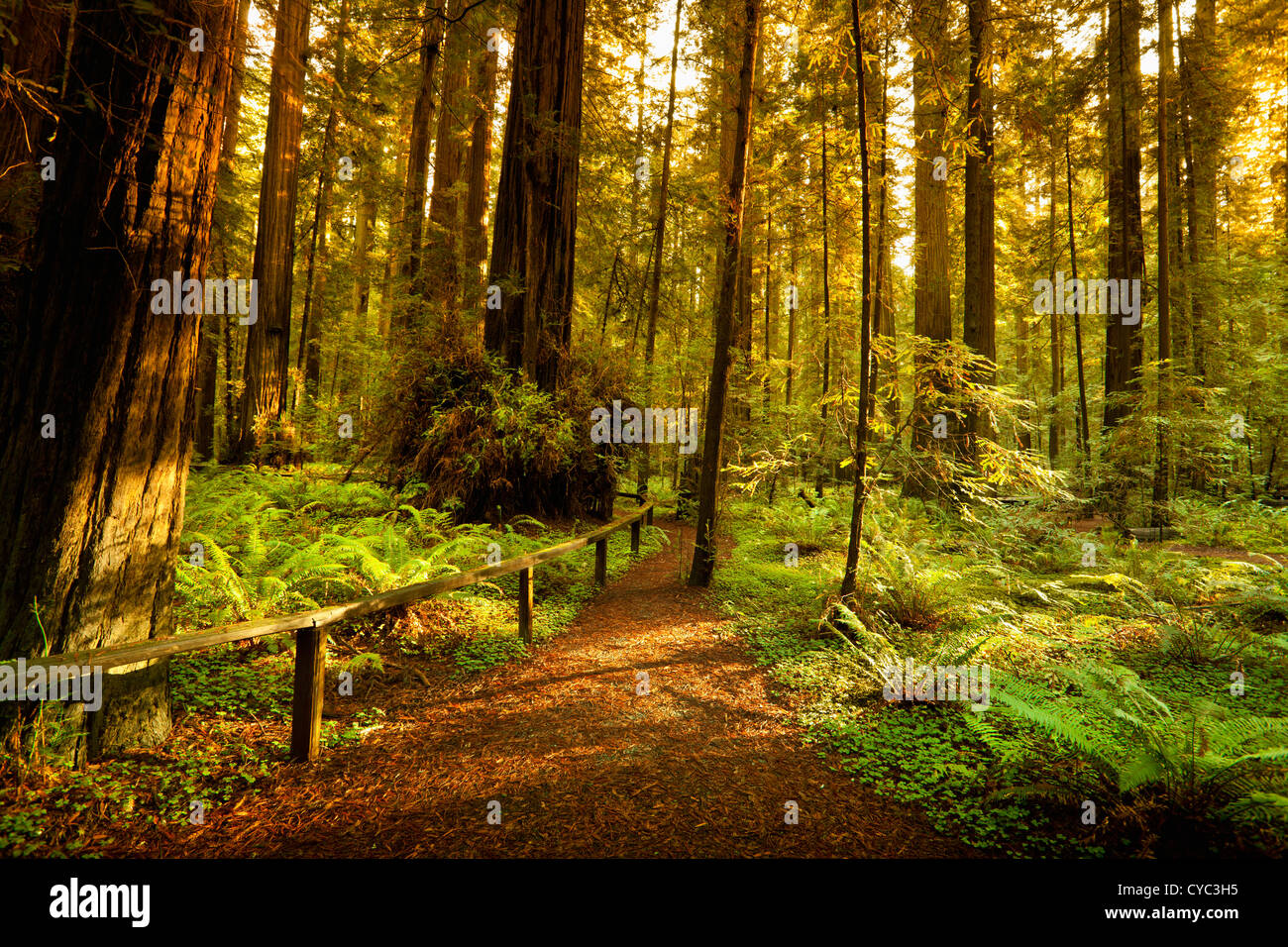 Giant trees and lush forest in the Humboldt Redwoods State Park ...