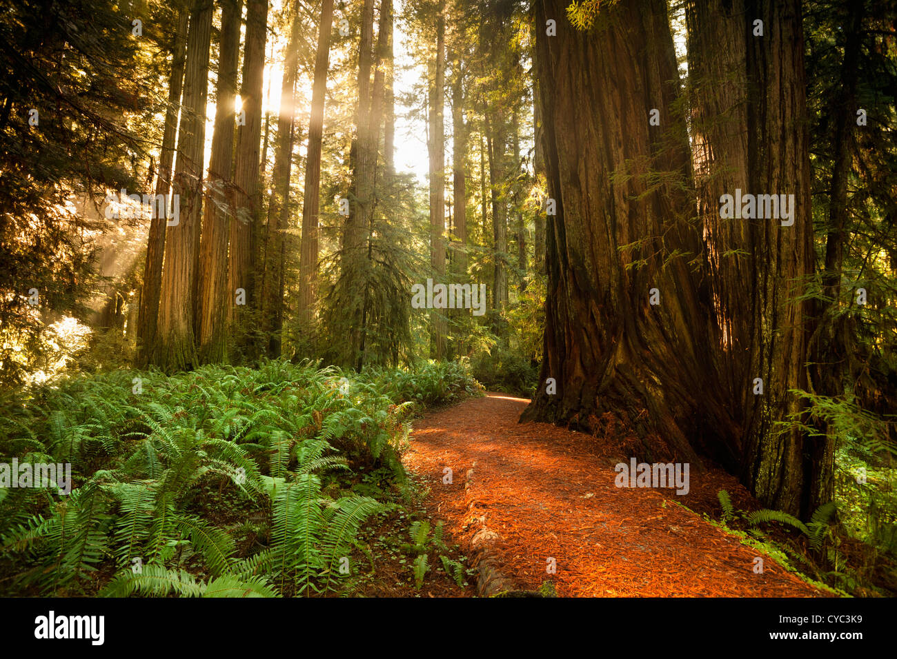 Giant trees and lush forest in the Humboldt Redwoods State Park ...