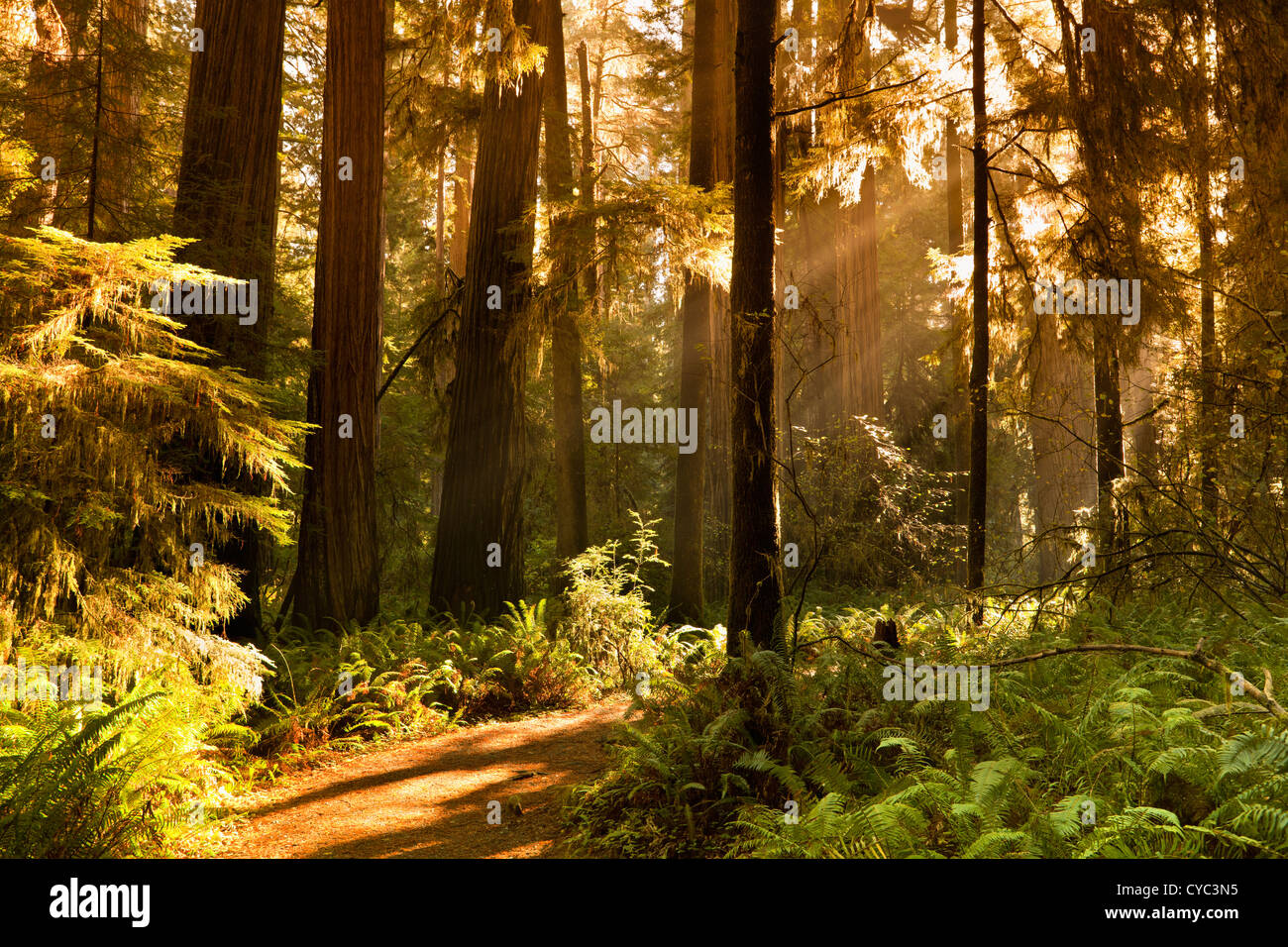 Redwoods national park hi-res stock photography and images - Alamy