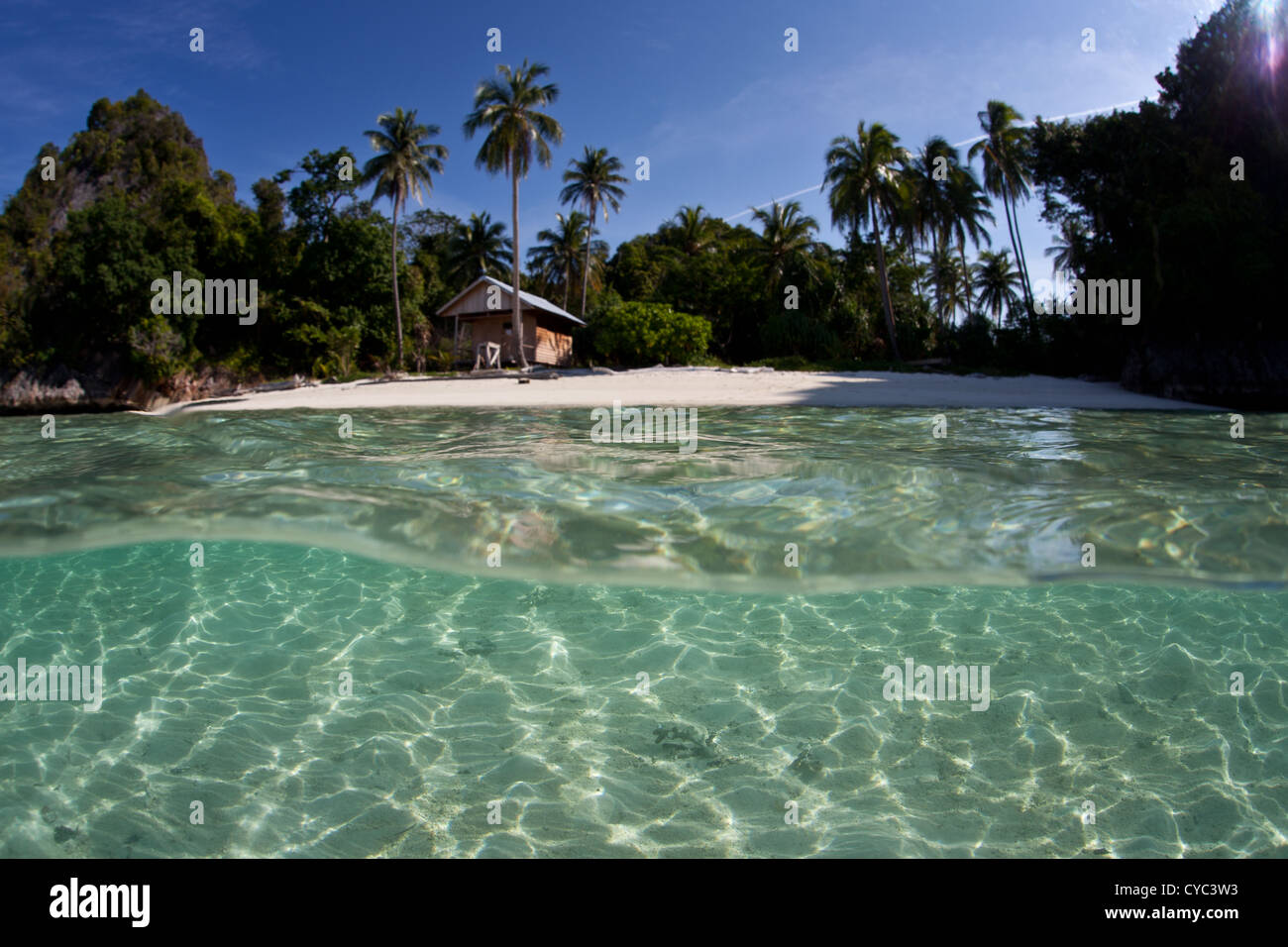 A beautiful white sand beach in Raja Ampat is fringed by coconut palms ...