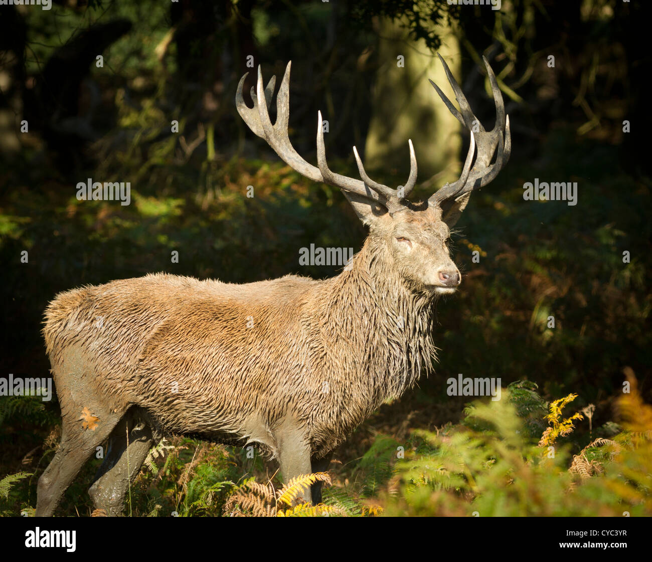 Red deer stag during Autumn rut Stock Photo - Alamy