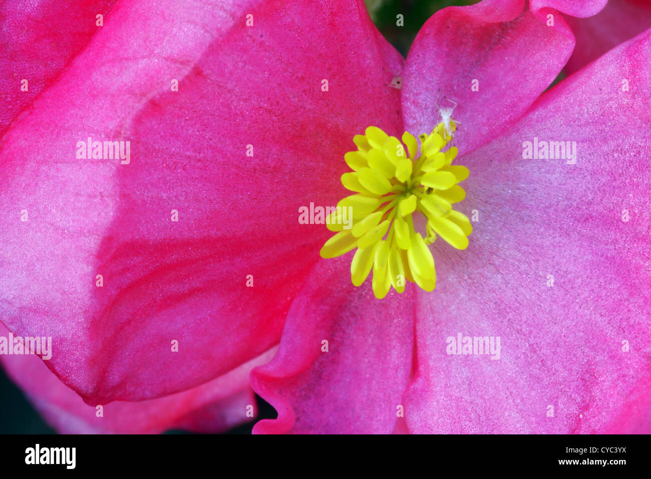 flower viola, Poland Stock Photo - Alamy