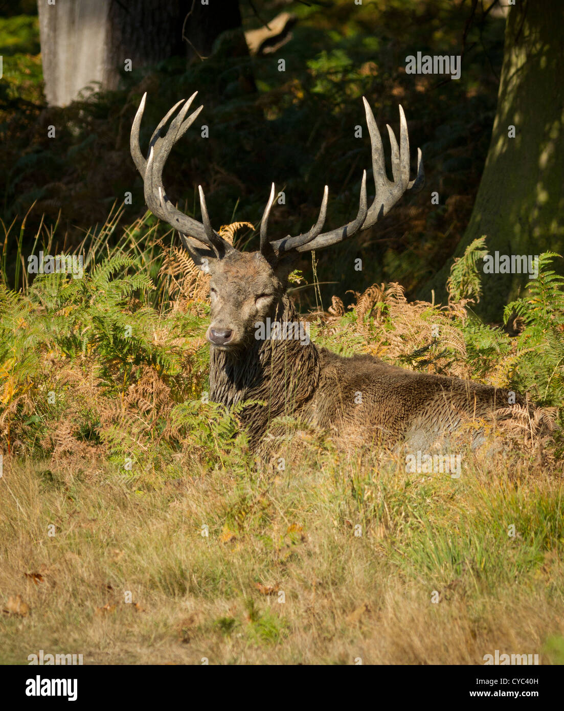 Red deer stag during hi-res stock photography and images - Alamy