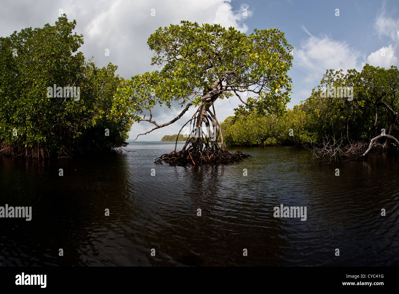 Mud water tree roots High Resolution Stock Photography and Images - Alamy