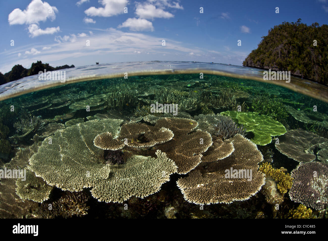 Reef flat hi-res stock photography and images - Alamy