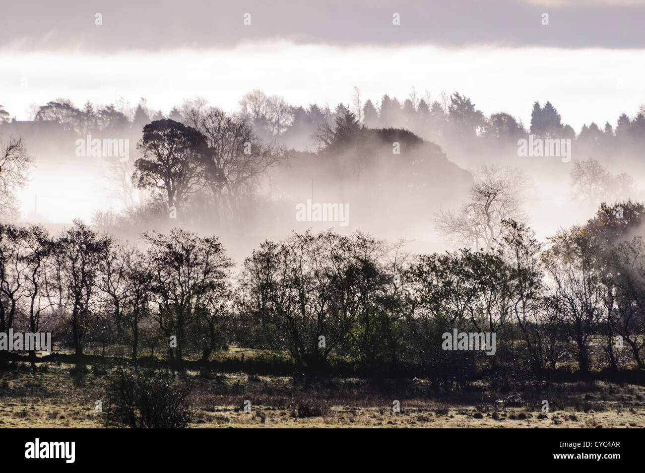 Low lying mist covering a field and trees in a forest in County Antrim ...