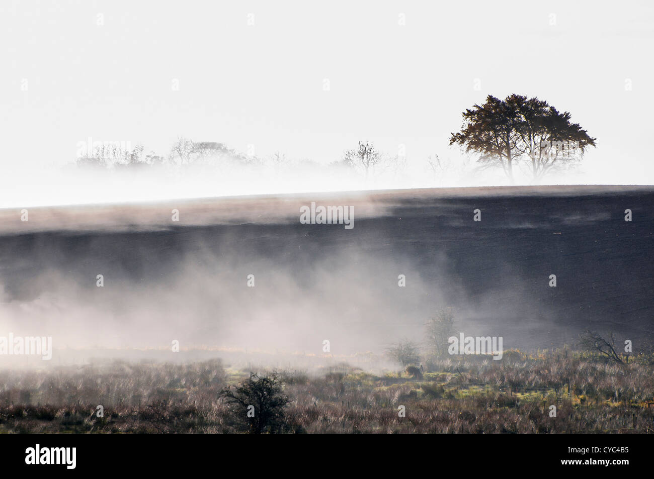 Low lying mist covering moorland and trees in a forest in County Antrim ...