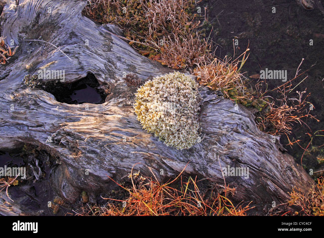 Old tree stump in peat bog with moss and grasses Stock Photo - Alamy