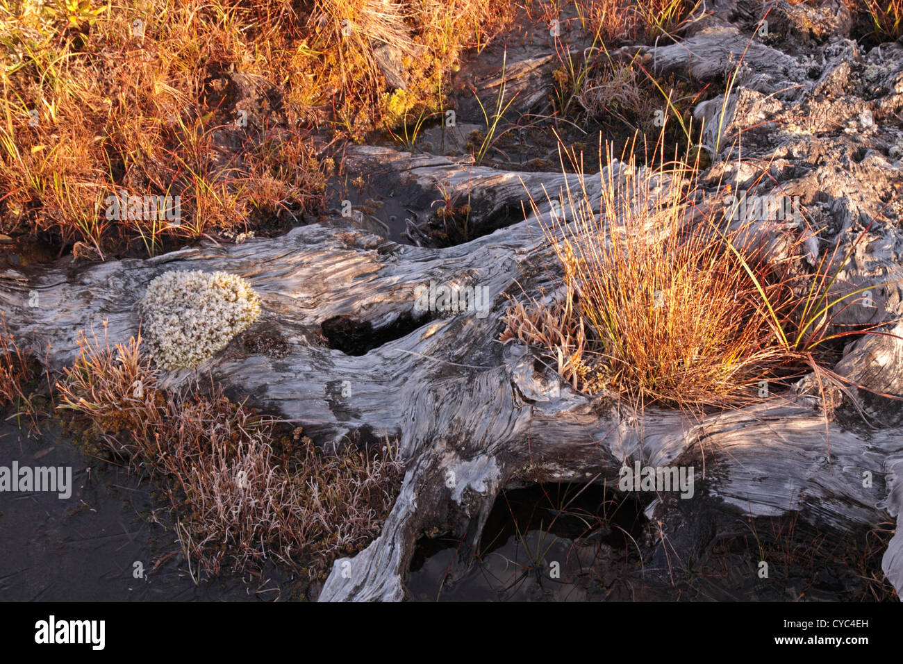 Old tree stump in peat bog with moss and grasses Stock Photo - Alamy