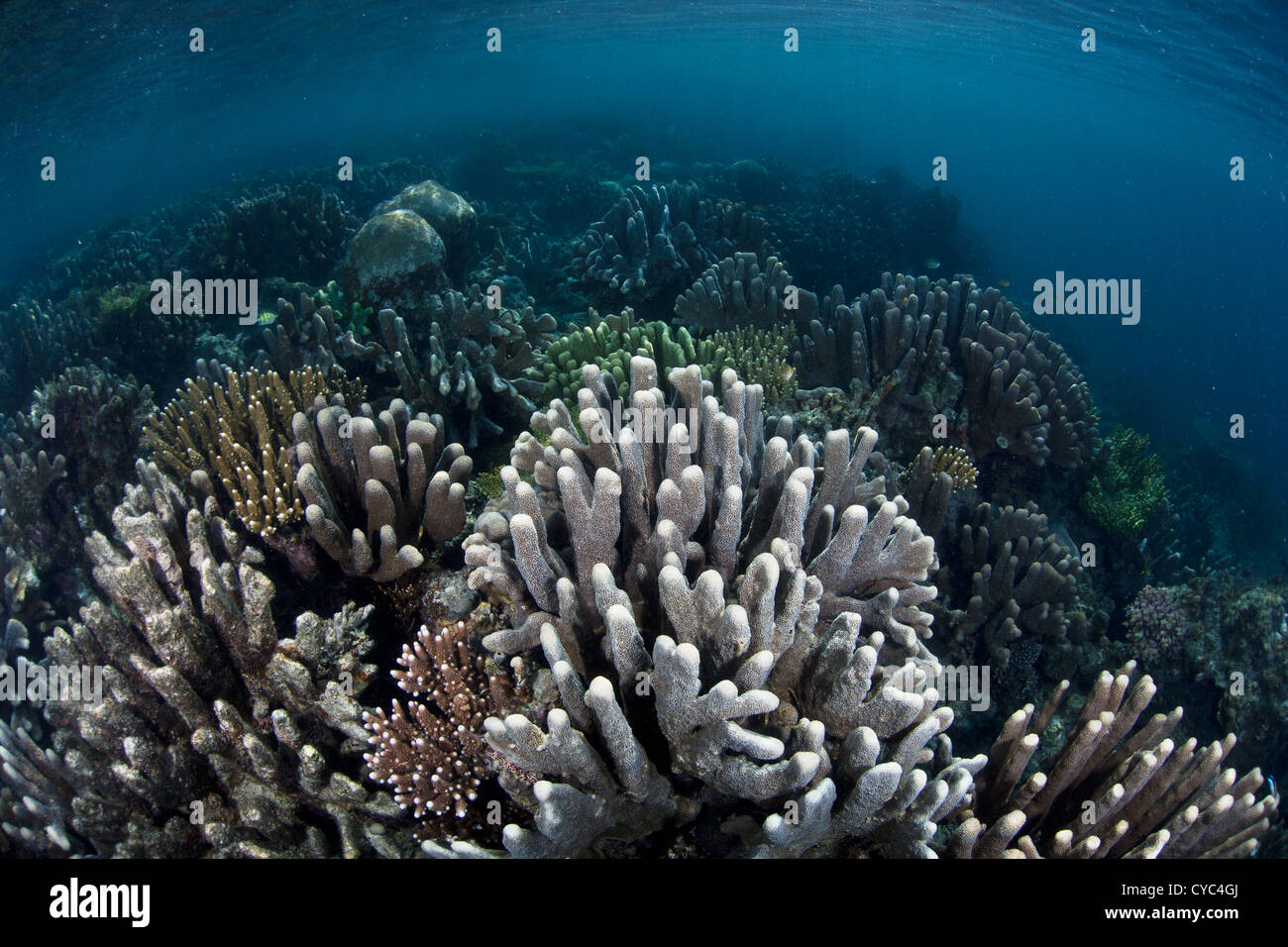 Reef-building corals, mainly Acropora species, grow along a reef ...