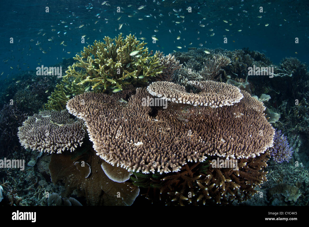 Damselfish chromis sp hi-res stock photography and images - Alamy