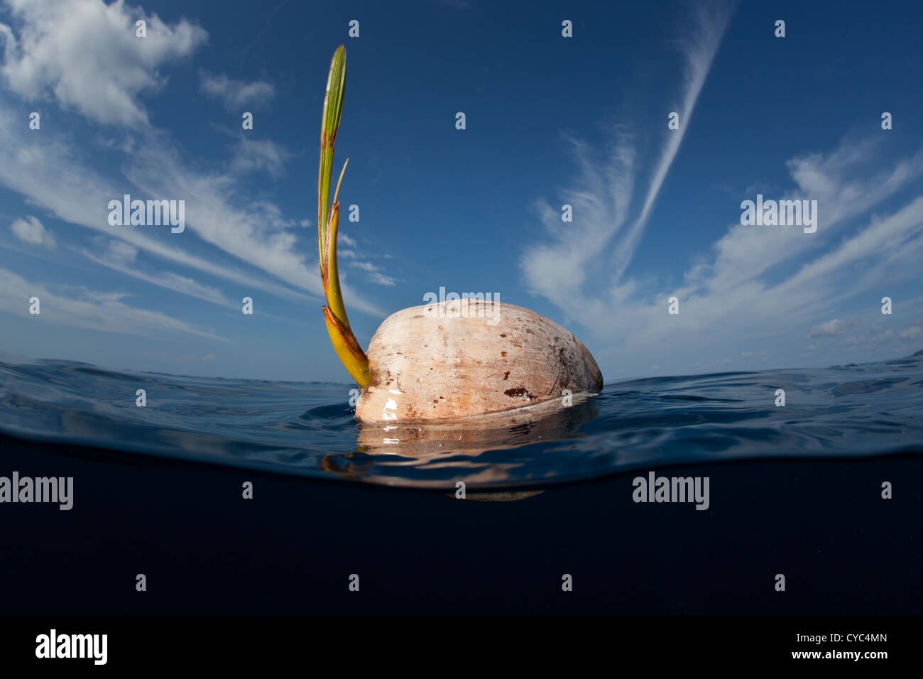 A germinated coconut, Cocos nucifera, drifts in open ocean. The coconut ...