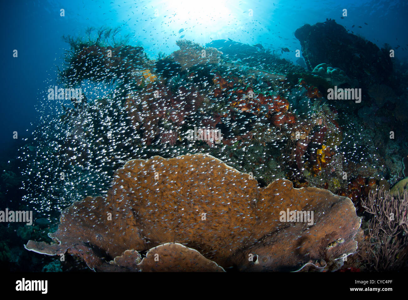 A halo of juvenile cardinalfish, Apogon sp., hover over a coral bommie ...