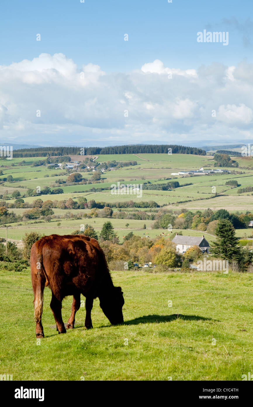 English countryside farm and cow seen from the Stiperstones hills ...