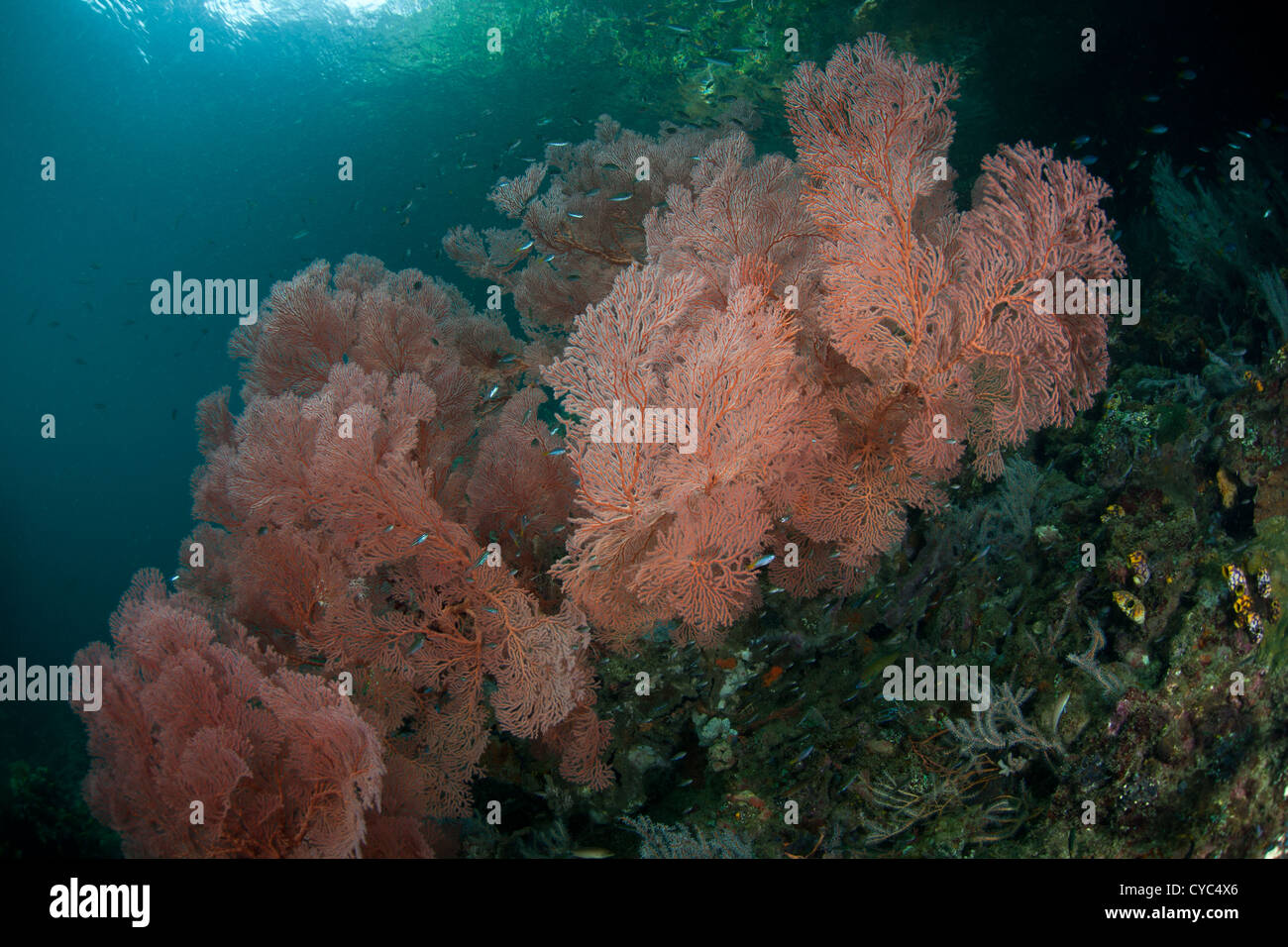 A set of gorgonians grows on a shallow slope in a narrow channel where ...