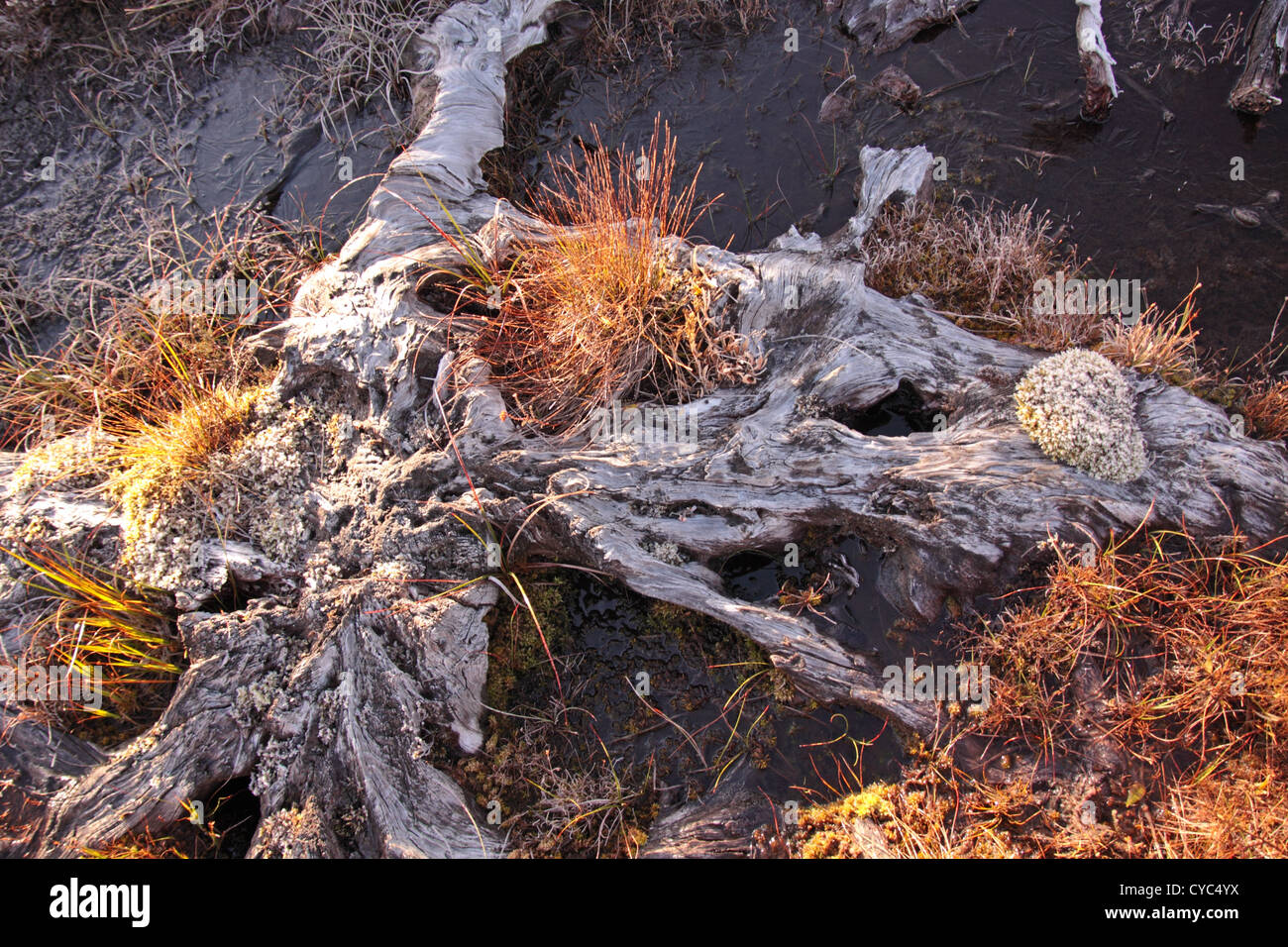 Old tree stump in peat bog with moss and grasses Stock Photo - Alamy