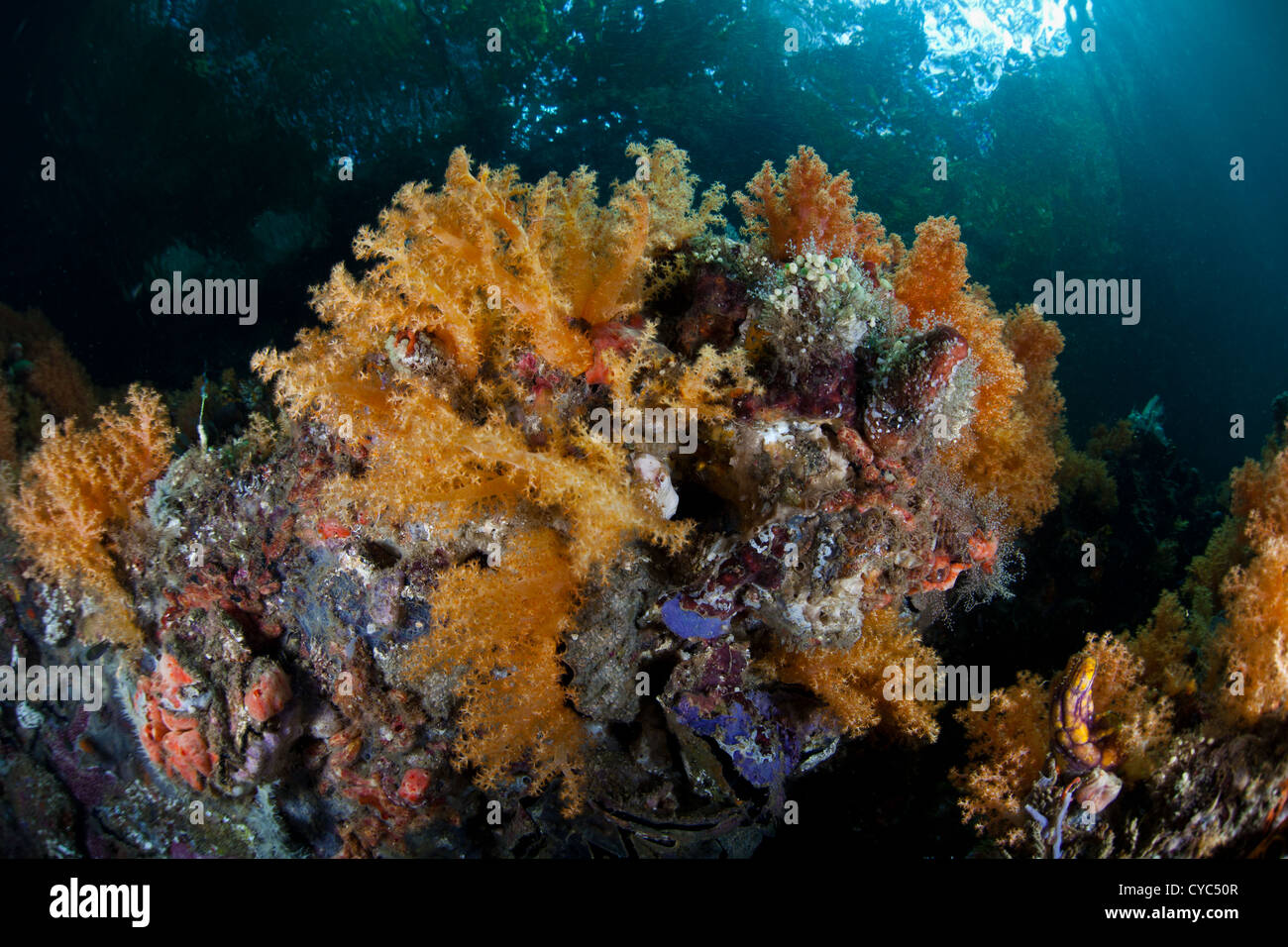 Orange soft corals, Scleronephthya sp., grow alongside other ...