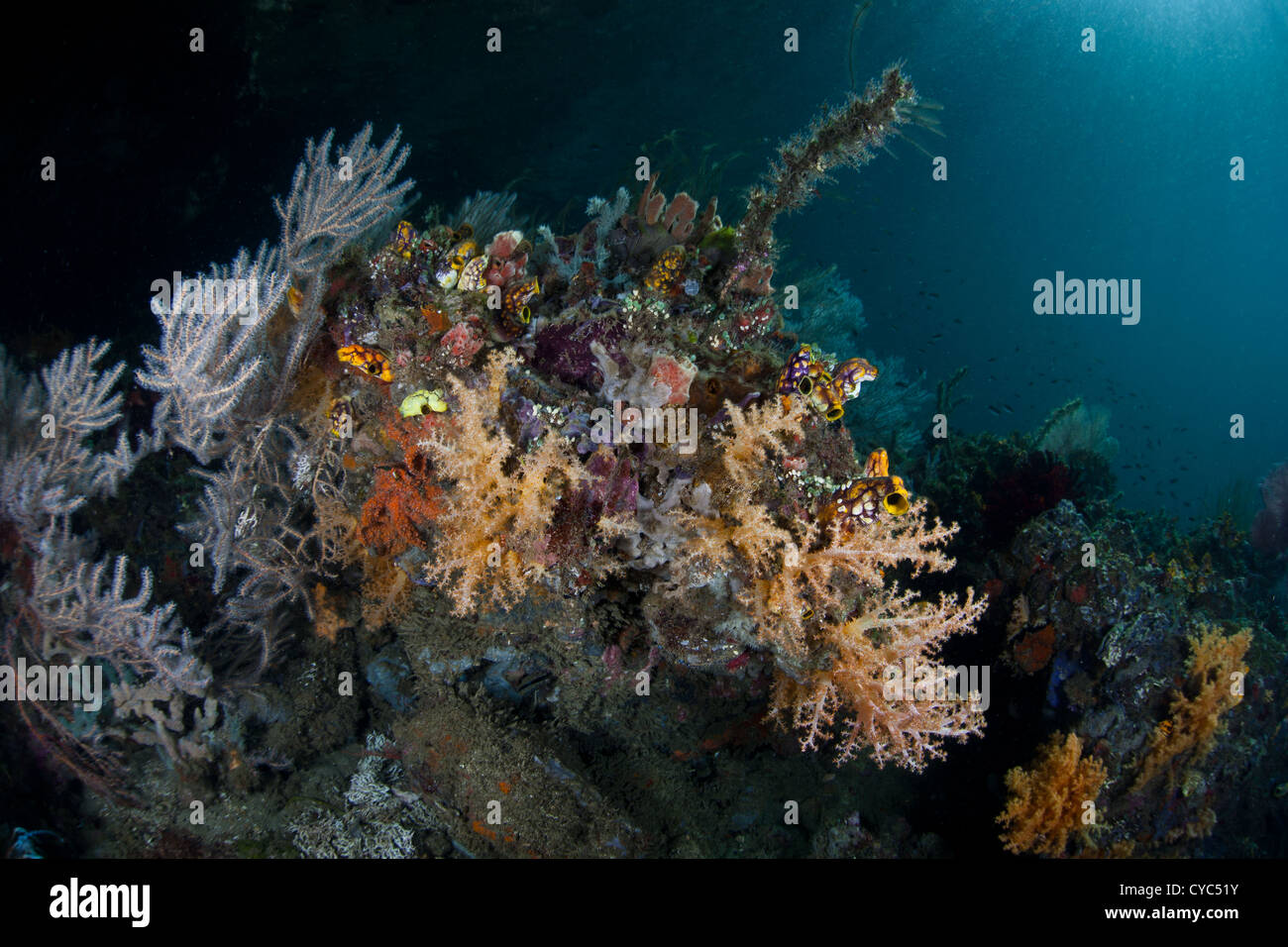 Soft corals, gorgonians, sponges, and tunicates compete for space and ...