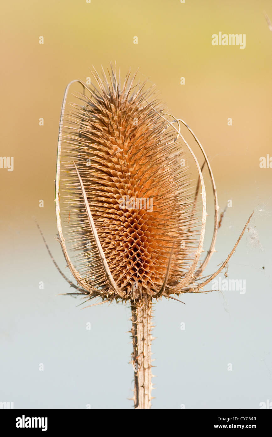 Teasel hi-res stock photography and images - Alamy