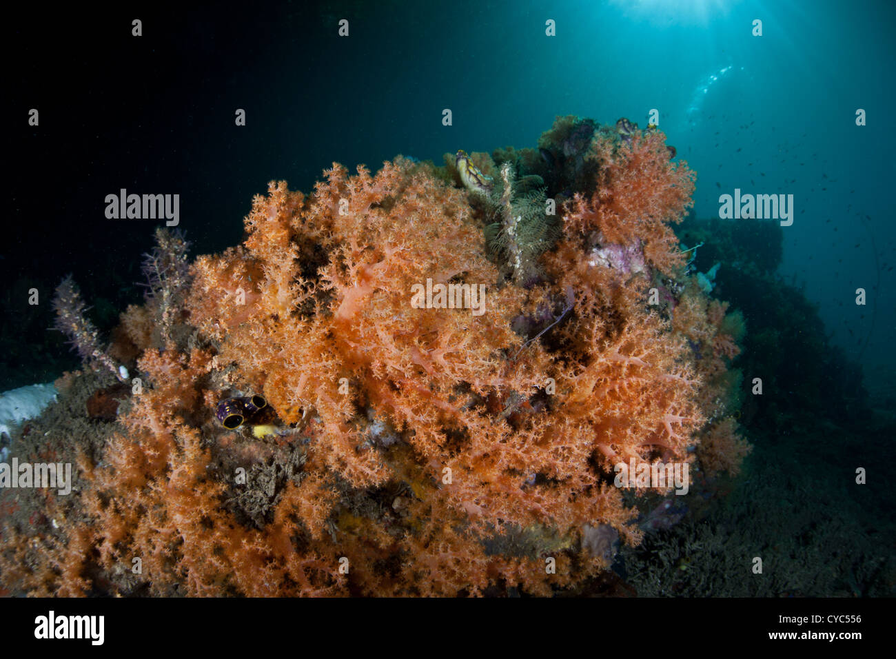 Soft corals, Scleronephthya sp., grow alongside other invertebrates in ...