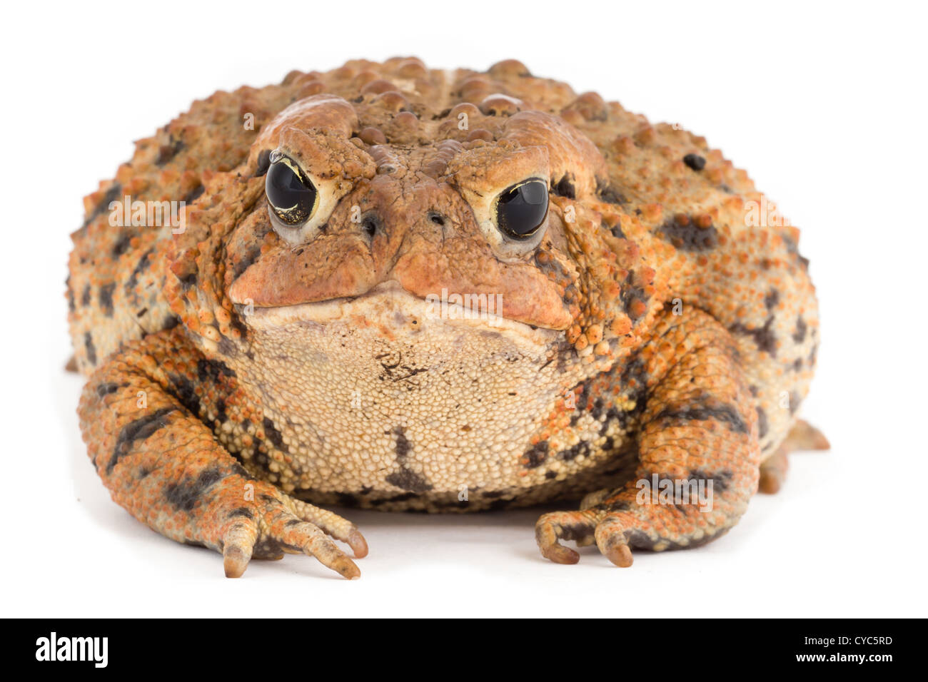 A studio image of an american toad on a white background Stock Photo ...
