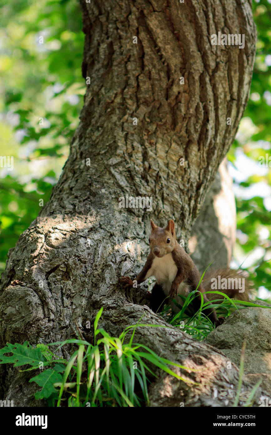 Japanese Hokkaido Squirrel (Sciurus vulgaris Orientis) on Mt Maruyama ...