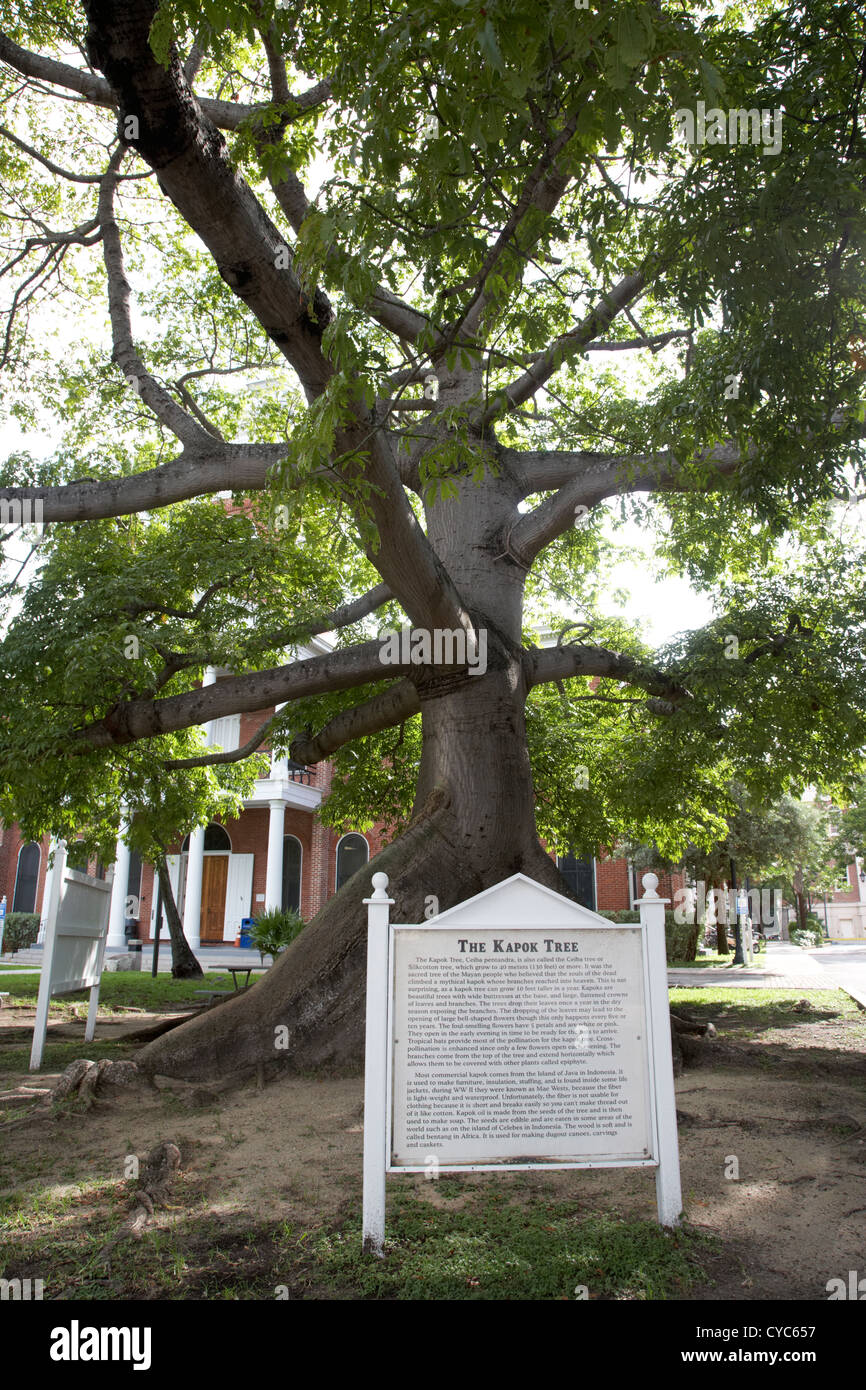the kapok tree key west florida usa Stock Photo - Alamy