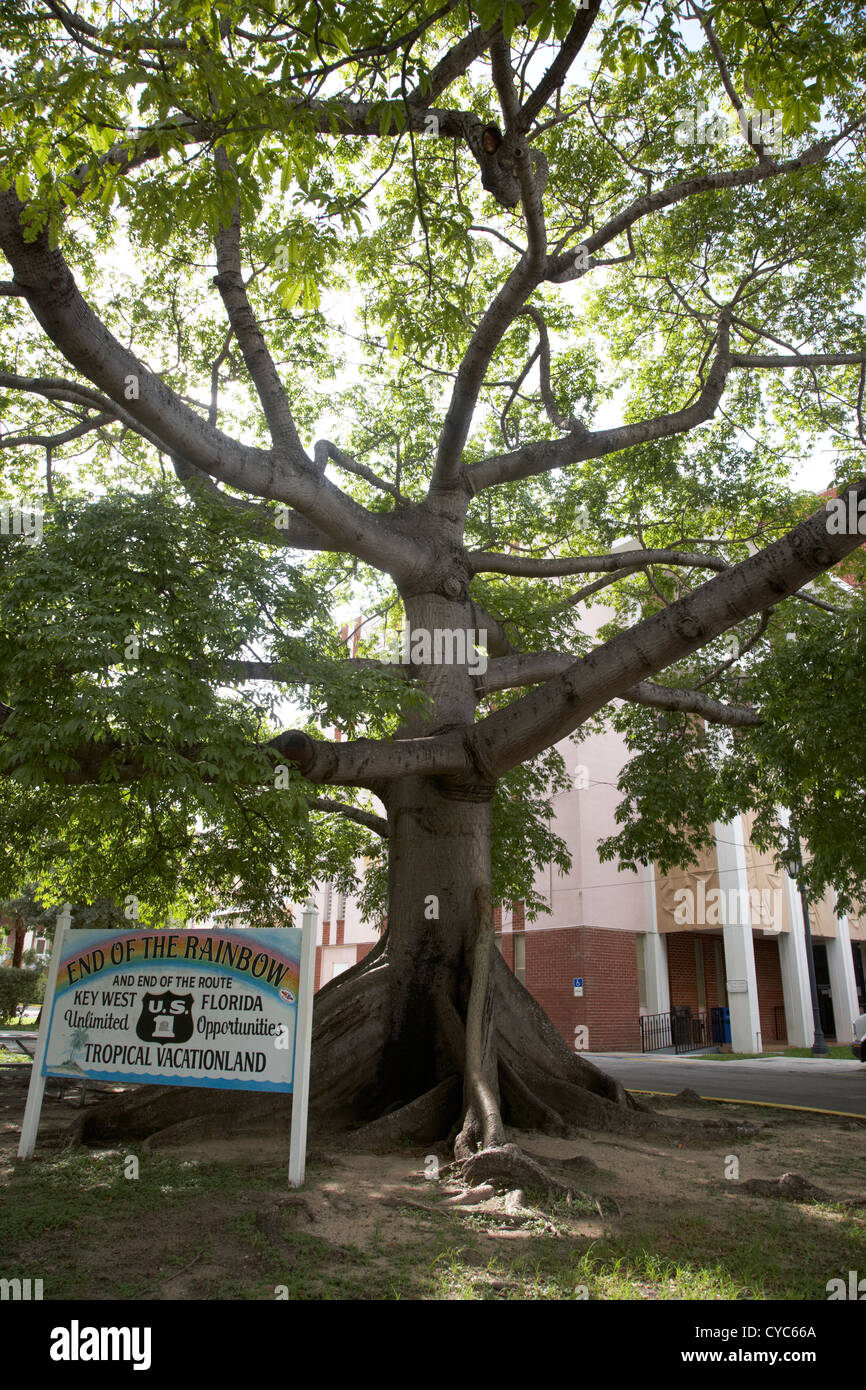 Kapok tree key west – Wkcn