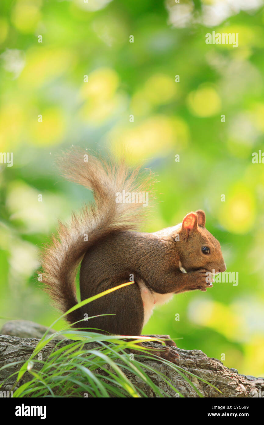 Japanese Hokkaido Squirrel (Sciurus vulgaris Orientis) on Mt Maruyama ...