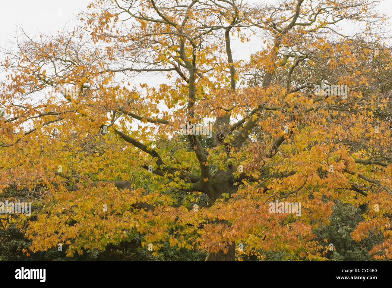 Oak tree in Autumn in Springfield Park, London, UK Stock Photo - Alamy