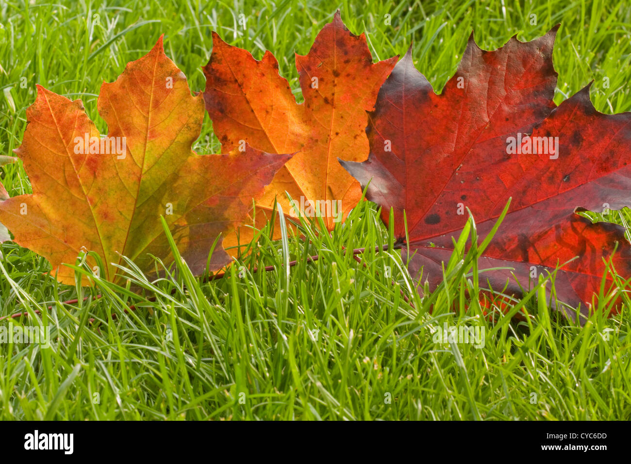 Colorful Maple leaves in Autumn on grass, Springfield Park, London, UK ...