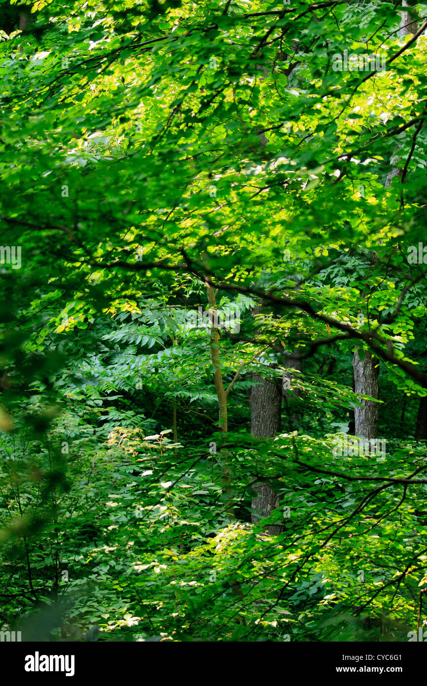 Thick forest lines the hiking trail up Mt Maruyama near the centre of ...