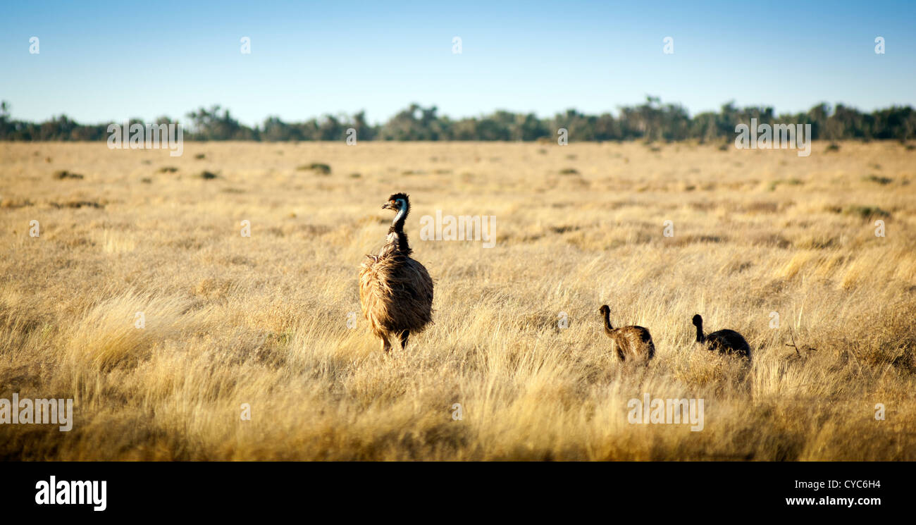 Wild emu in australian outback hi-res stock photography and images - Alamy