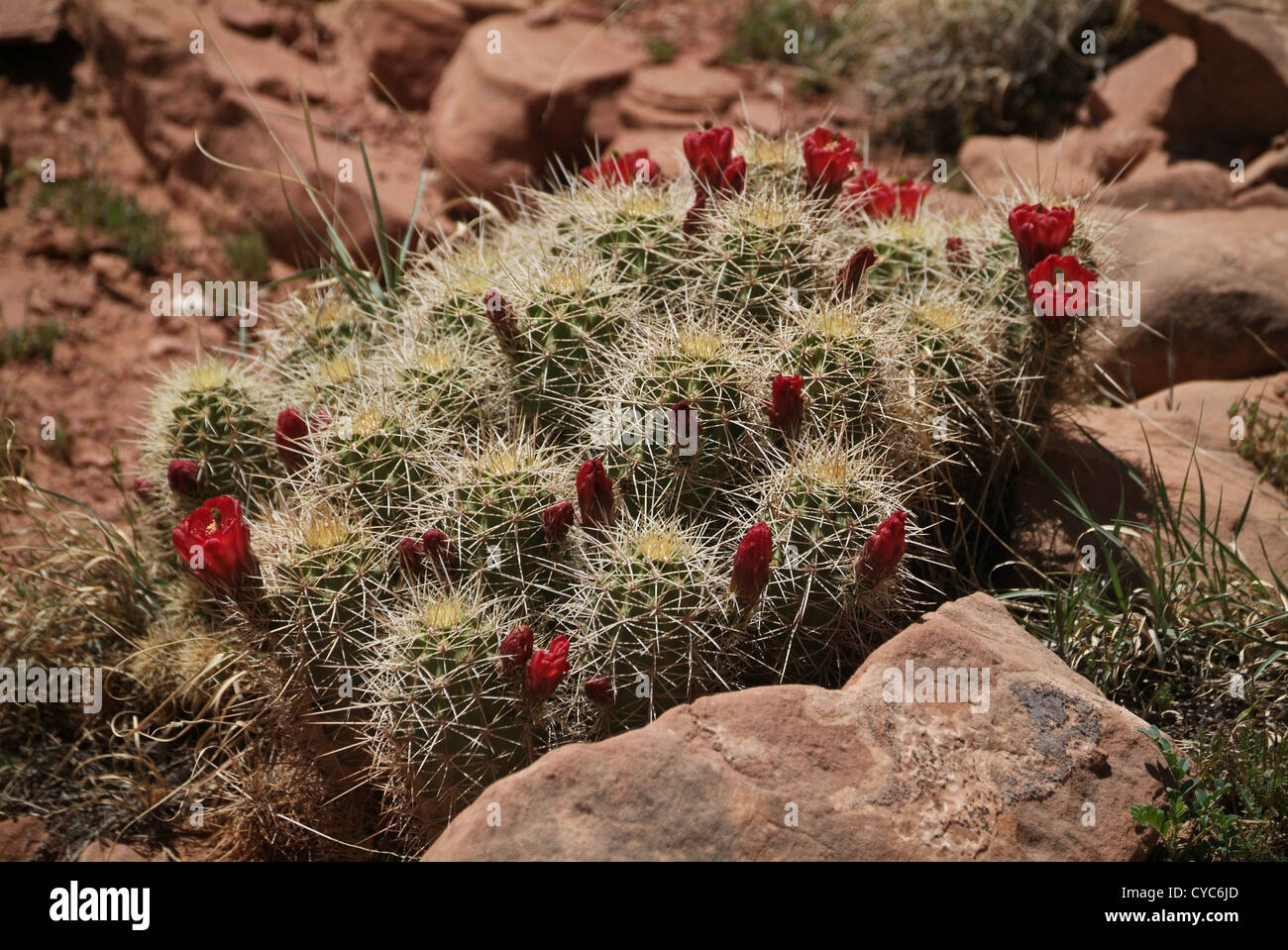 A Hedgehog cactus in bloom. Scientific name: Echinocereus coccineus ...