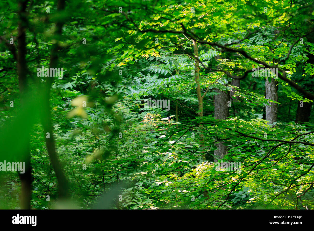 Thick forest lines the hiking trail up Mt Maruyama near the centre of ...