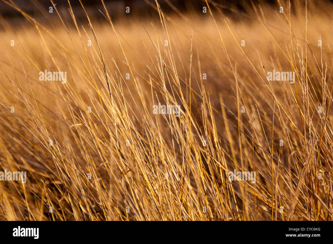 Long golden grass in a field at sunset Stock Photo - Alamy