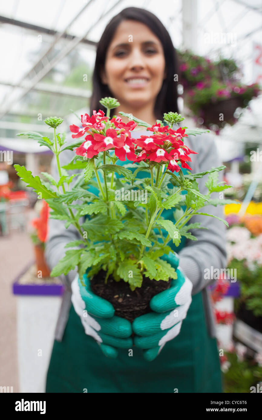 Florist planting a flower Stock Photo - Alamy