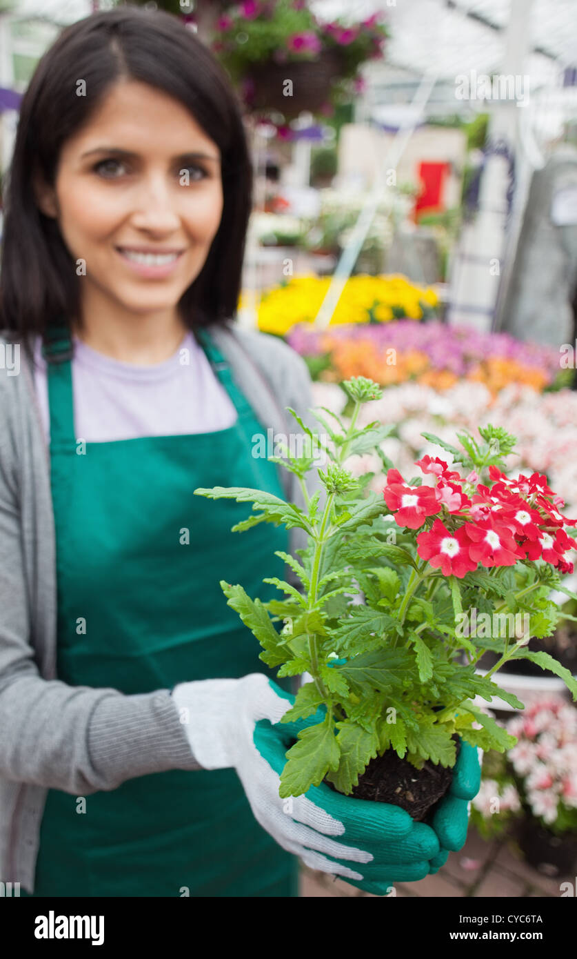 Florist smiling while planting Stock Photo - Alamy